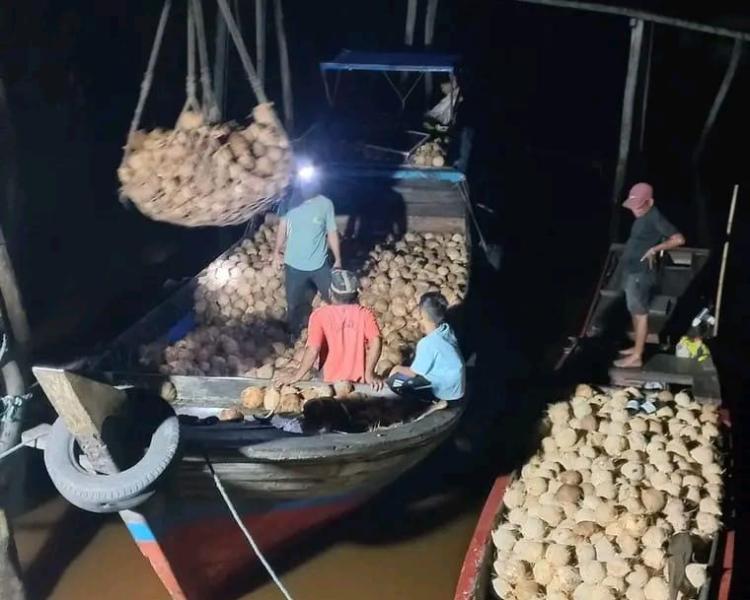 Harga Kelapa Bulat Inhil Makin Tertekan, Plt Kadisdagtri Ungkap Penyebabnya